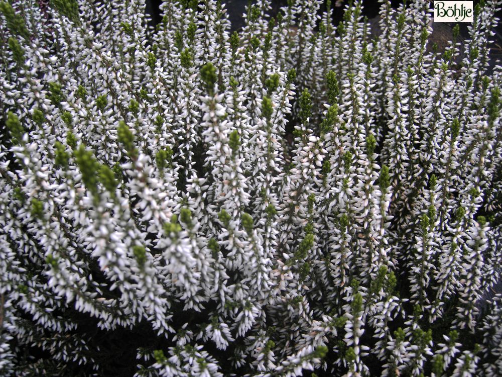 Calluna vulgaris 'Alicia' -S- - Böhlje Pflanzenhandel GmbH