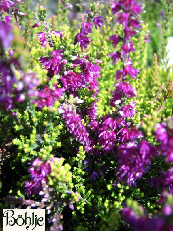 Calluna vulgaris 'Con Brio' - Böhlje Pflanzenhandel GmbH