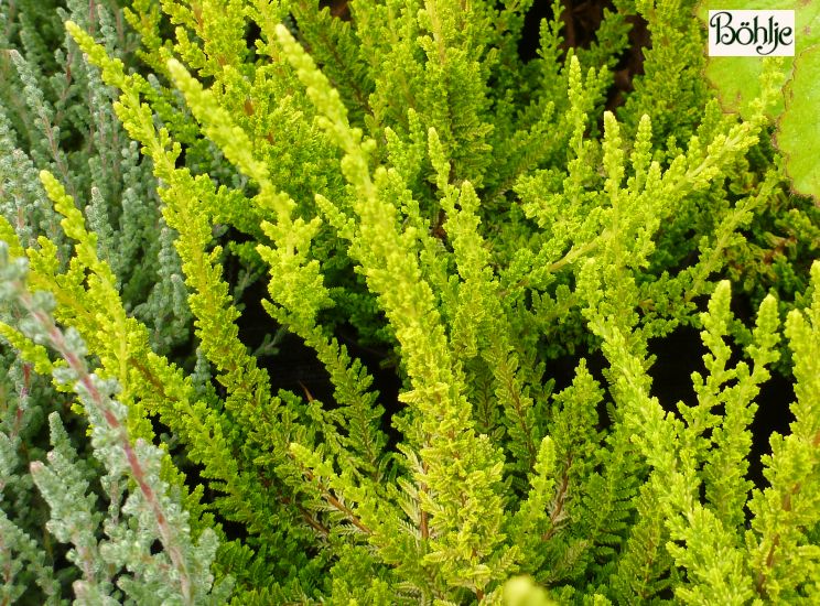 Calluna vulgaris 'Zeta' -S- - Böhlje Pflanzenhandel GmbH