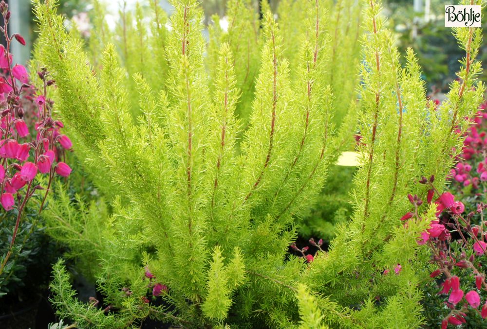 Erica arborea 'Albert's Gold' -Baumheide- - Böhlje Pflanzenhandel GmbH