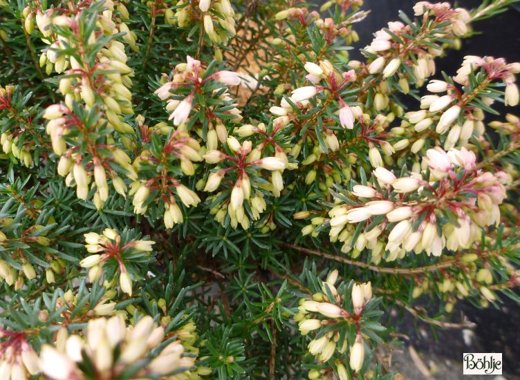 Erica carnea 'Rosalie' -S- -Schneeheide- - Böhlje Pflanzenhandel GmbH