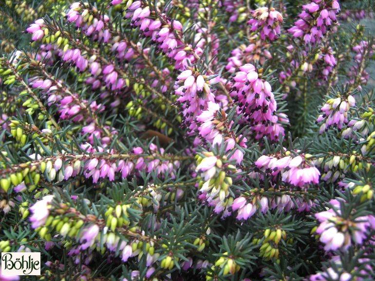 Erica darleyensis 'Kramer's Rote' -englische Heide- - Böhlje ...