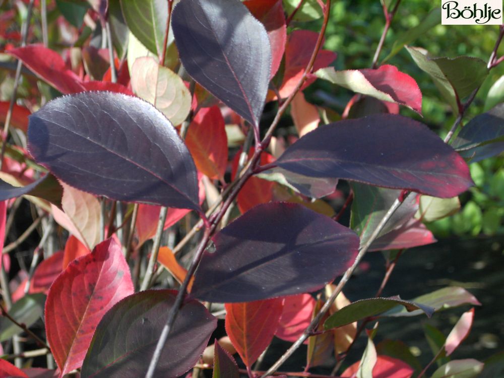 Aronia prunifolia 'Nero' -Apfelbeere- - Böhlje Pflanzenhandel GmbH