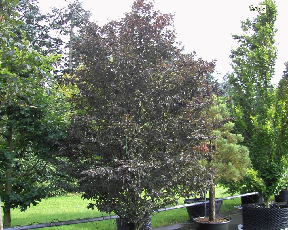 Fagus sylvatica 'Rohanii' -Buche- - Böhlje Pflanzenhandel GmbH