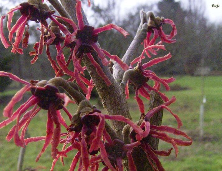 Hamamelis intermedia 'Ruby Glow' -Zaubernuß- - Böhlje Pflanzenhandel GmbH