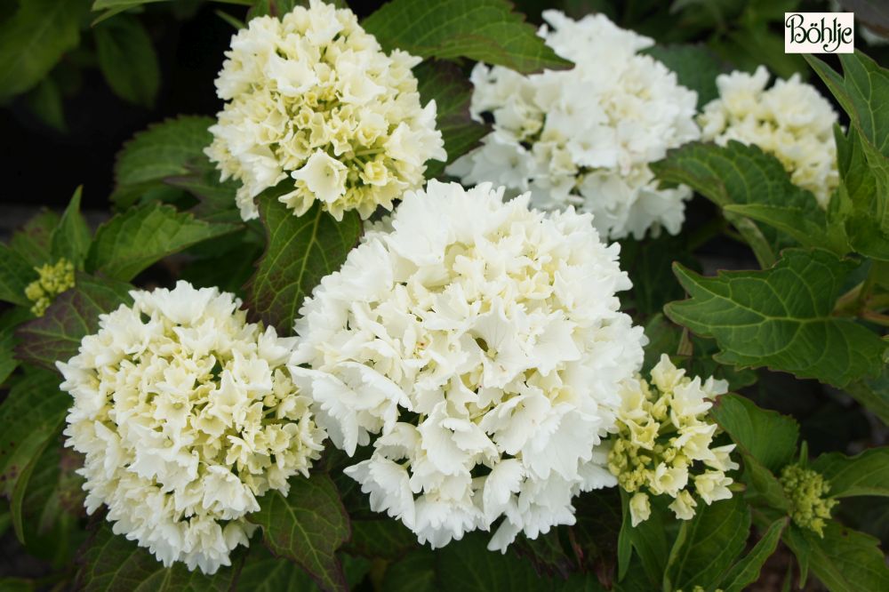 Hydrangea macrophylla 'Nymphe' -Bauernhortensie- - Böhlje ...