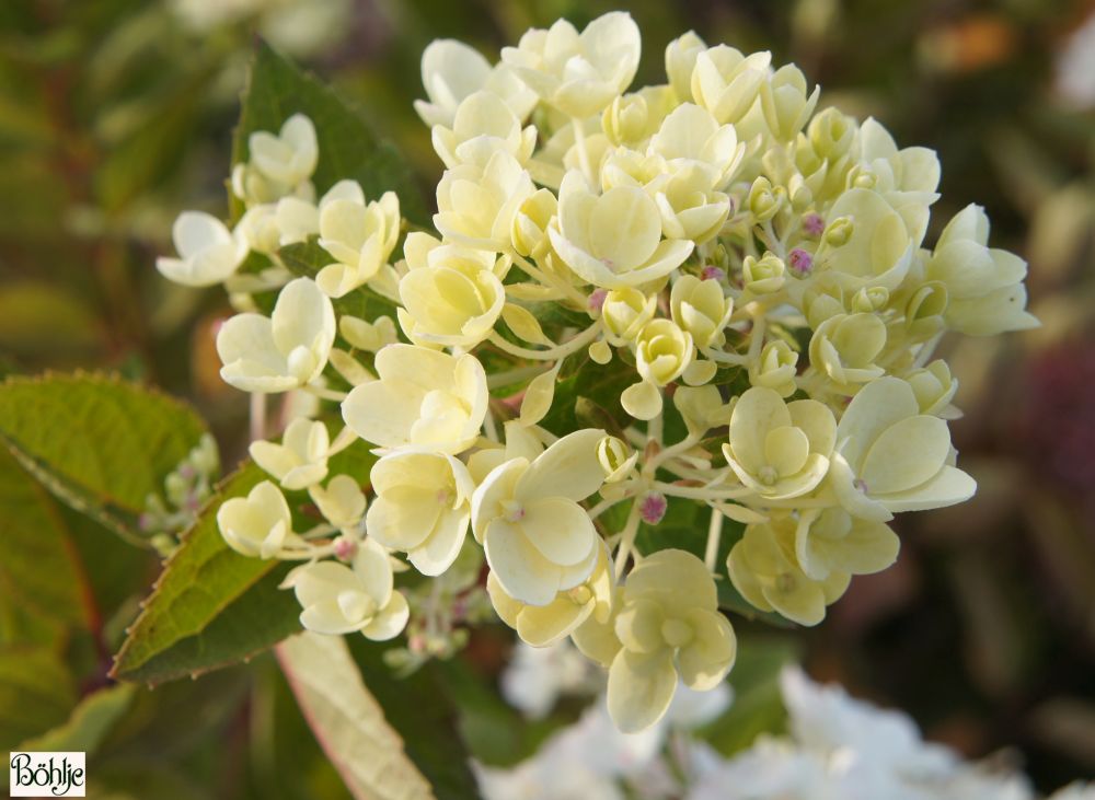 Hydrangea paniculata 'Bombshell' ® -Rispenhortensie- - Böhlje ...