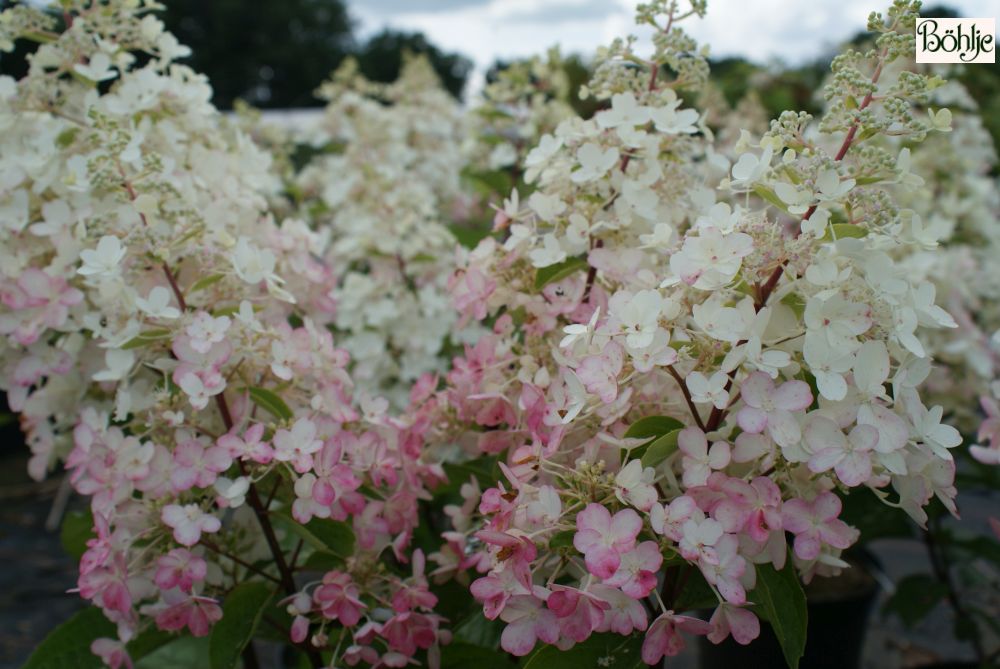 Hydrangea paniculata 'Magical Candle' ® -Rispenhortensie- - Böhlje ...