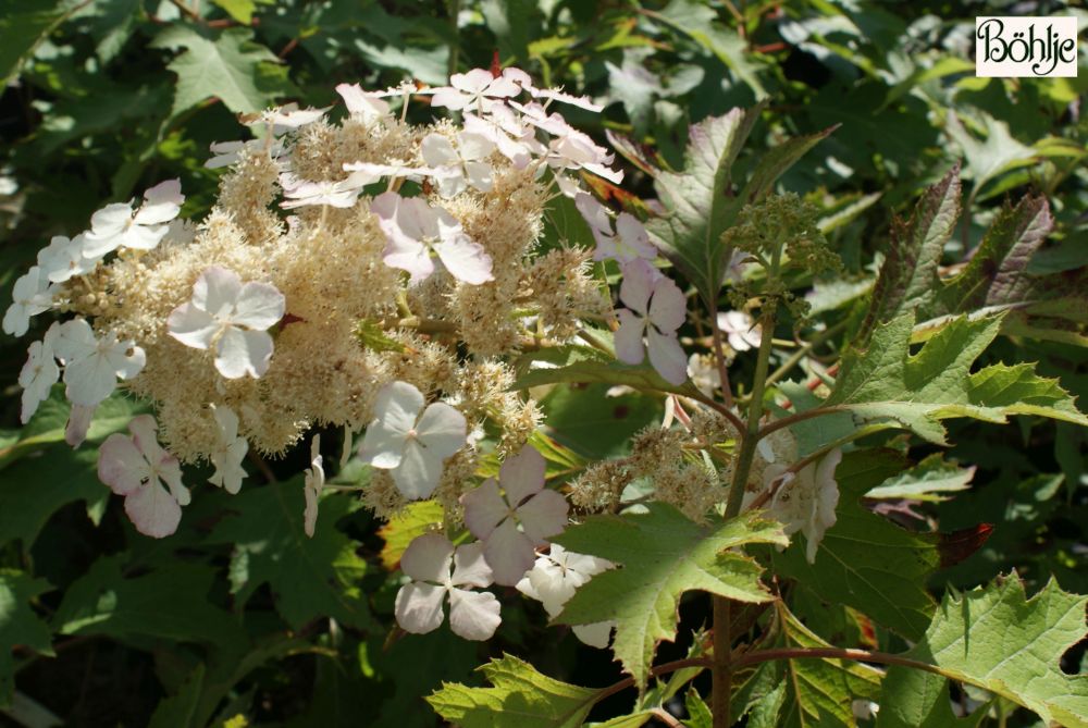 Hydrangea quercifolia 'Ice Crystal' ® -Eichenblatthortensie- - Böhlje ...