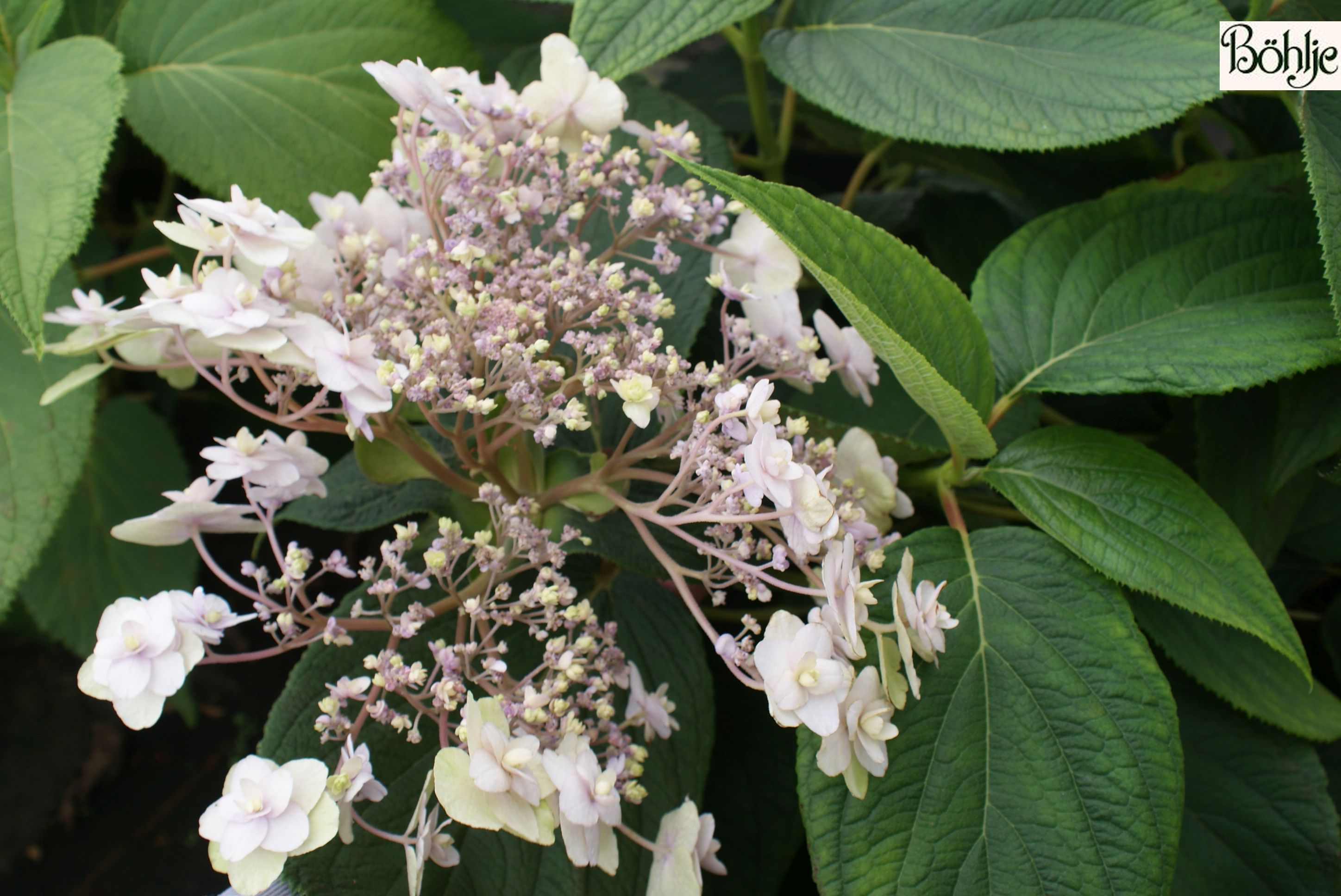 Hydrangea involucrata 'Hanabi Tama' - Böhlje Pflanzenhandel GmbH