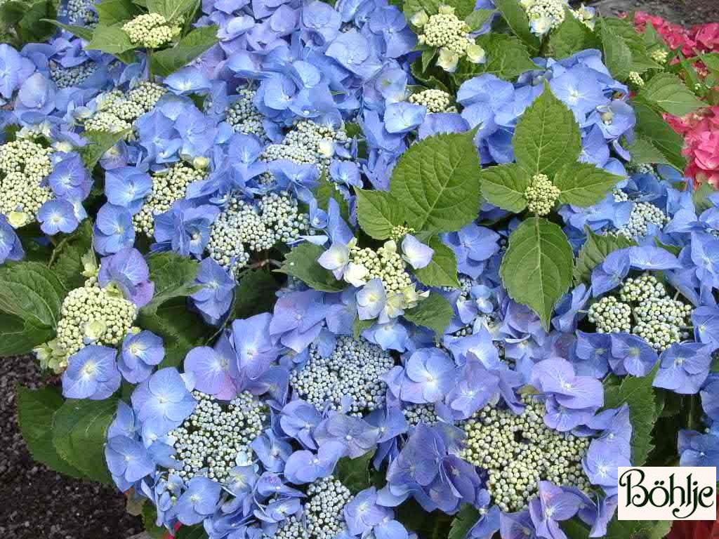 Hydrangea macrophylla 'Teller Blue' - Böhlje Pflanzenhandel GmbH