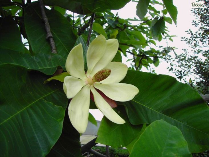 Magnolia hypoleuca -Magnolie- - Böhlje Pflanzenhandel GmbH