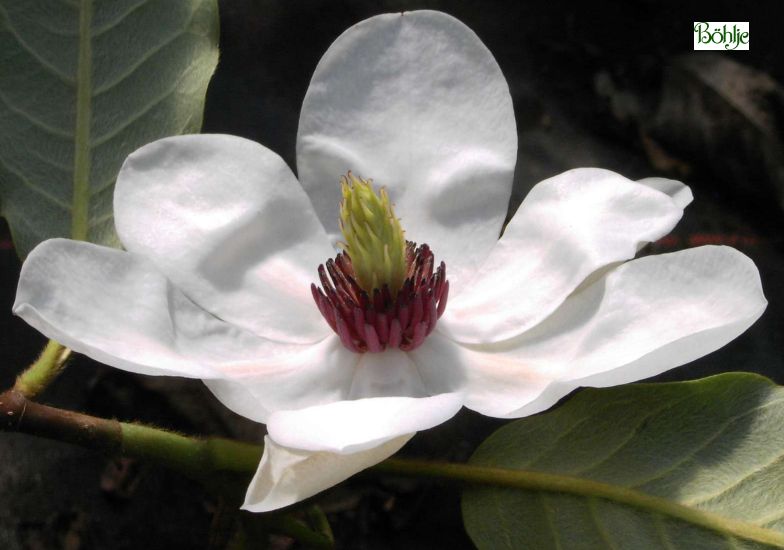 Magnolia wilsonii - Böhlje Pflanzenhandel GmbH