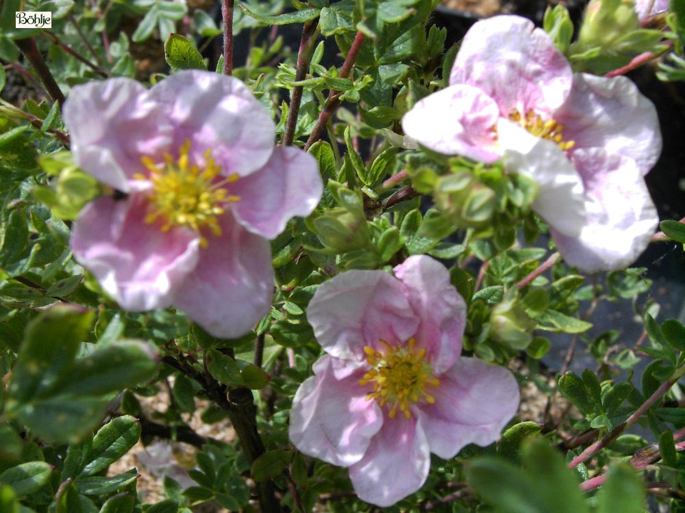 Potentilla fruticosa 'Princess' ® - Böhlje Pflanzenhandel GmbH