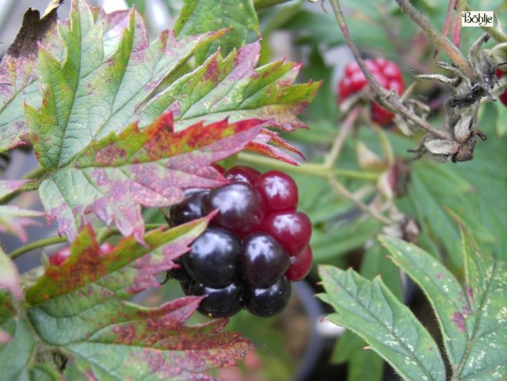 Rubus fruticosa 'Thornless Evergreen' -Brombeere- - Böhlje ...