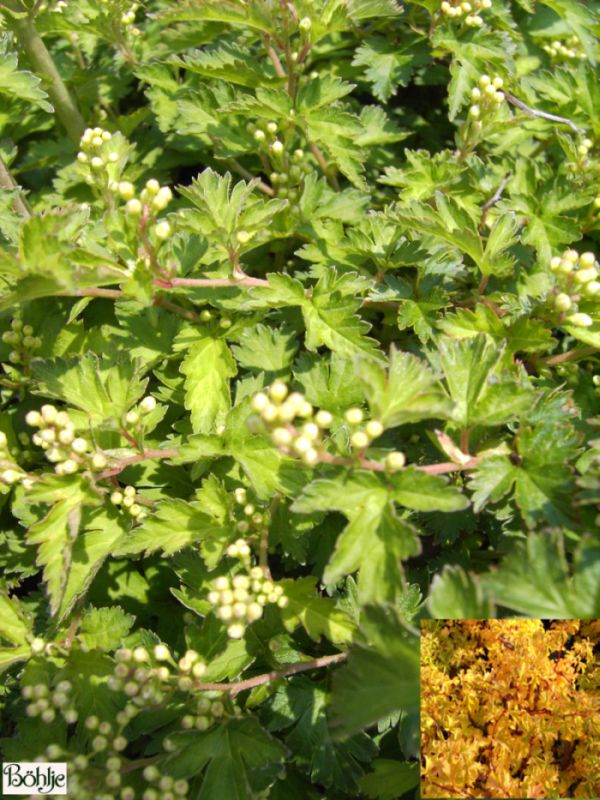 Stephanandra incisa 'Crispa' -Kranzspiere- - Böhlje Pflanzenhandel GmbH