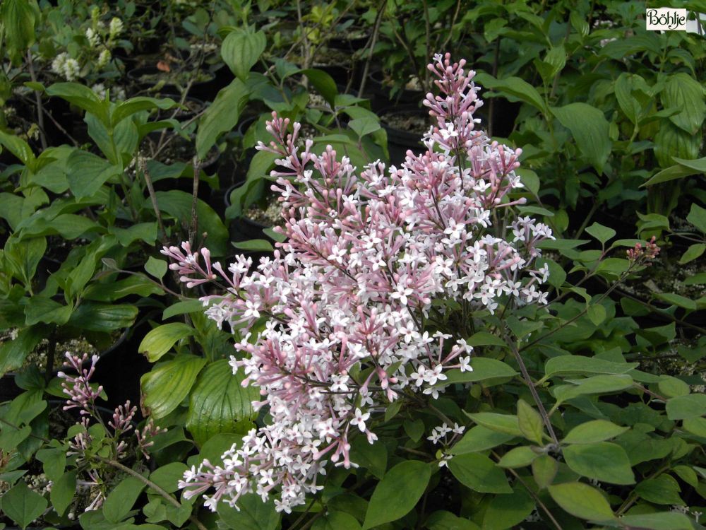 Syringa microphylla 'Superba' -kleinblättriger Herbstflieder- - Böhlje ...