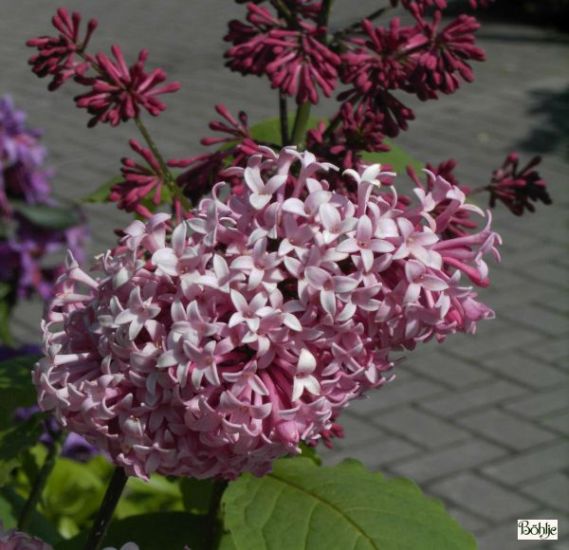 Syringa prestoniae 'Miss Canada' -botanischer Flieder- - Böhlje ...