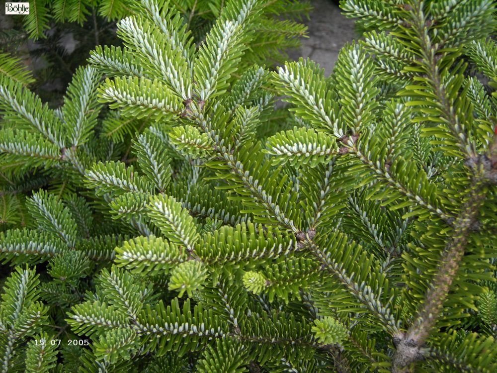 Abies delavayi georgei -Georges China-Tanne- - Böhlje Pflanzenhandel GmbH