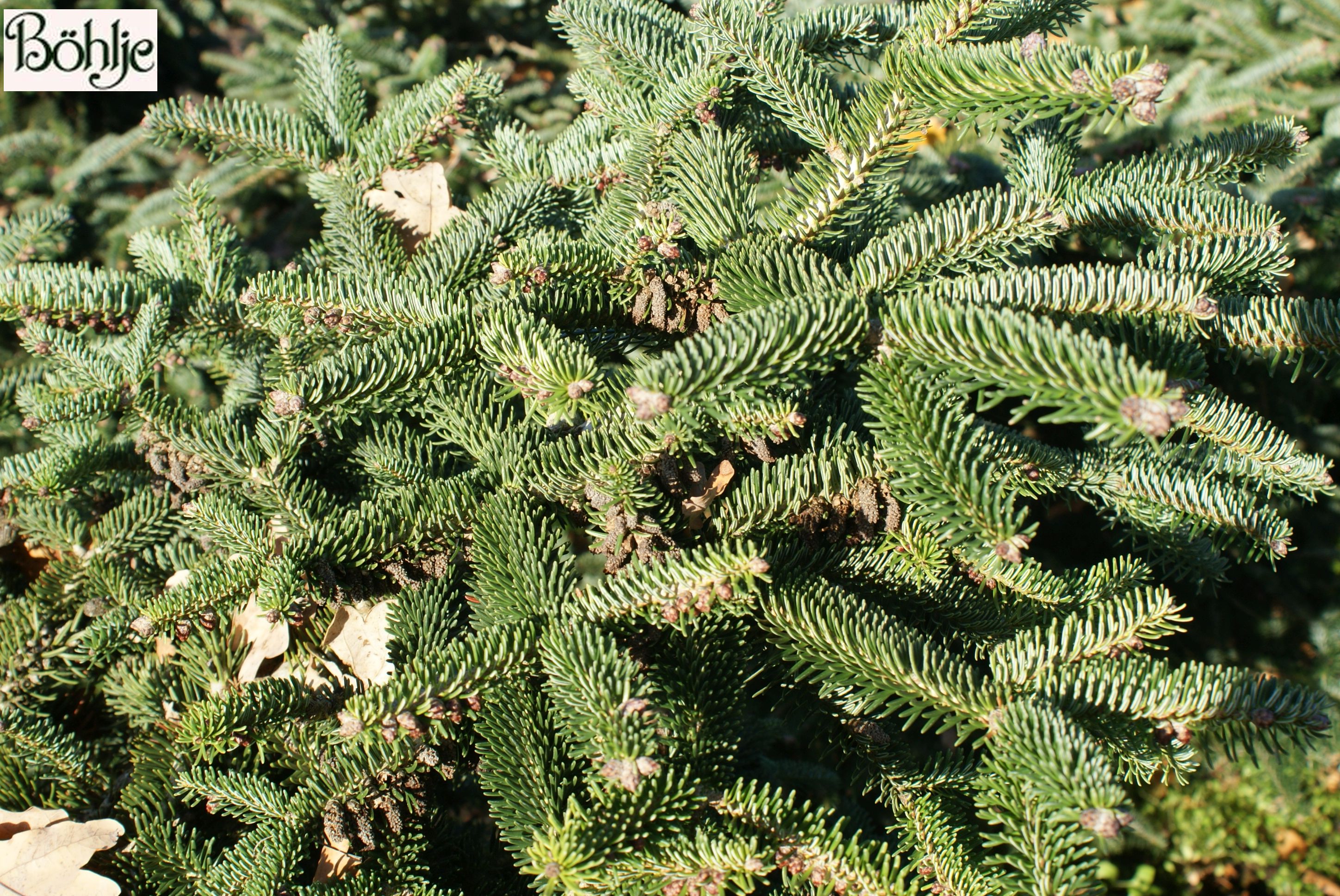 Abies cephalonica 'Meyer's Dwarf' -griechische Zwergtanne- - Böhlje ...