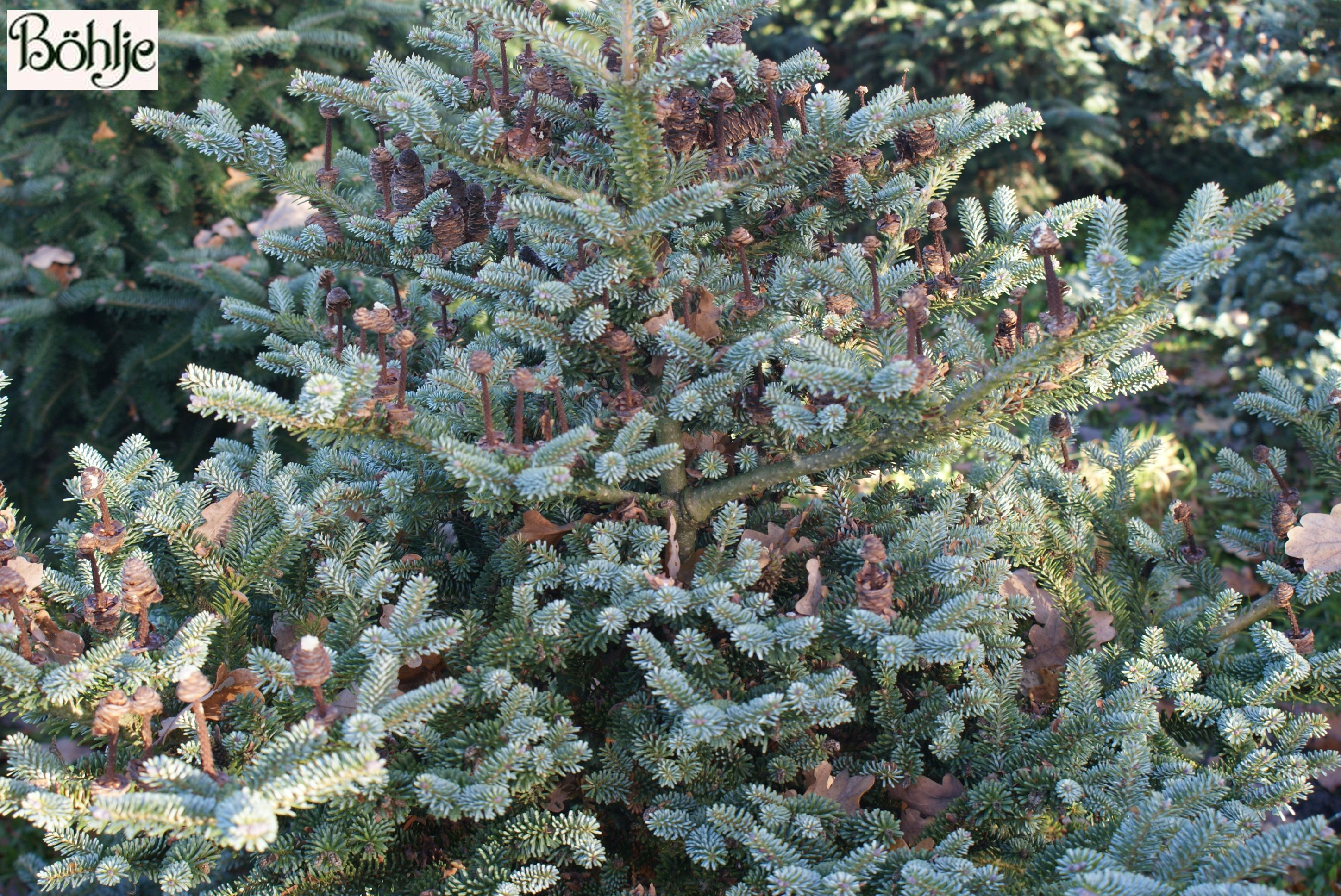 Abies koreana 'Blue Emperor' - Böhlje Pflanzenhandel GmbH