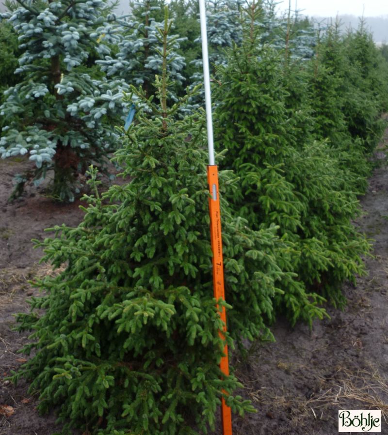 Picea purpurea -Purpurfichte- - Böhlje Pflanzenhandel GmbH