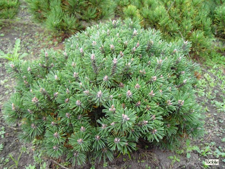 Pinus mugo 'Humpy' -Bergkiefer- - Böhlje Pflanzenhandel GmbH