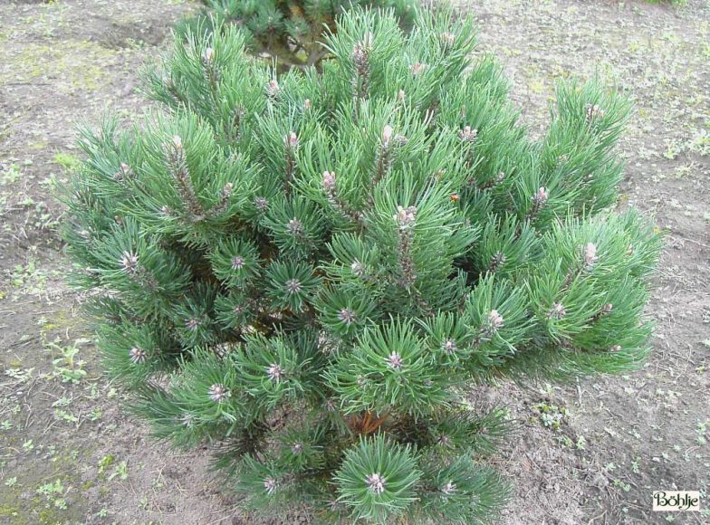 Pinus mugo 'Laurin' -Bergkiefer- - Böhlje Pflanzenhandel GmbH