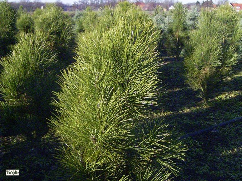 Pinus nigra var. pyramidata ('Pyramidales') - Böhlje Pflanzenhandel GmbH