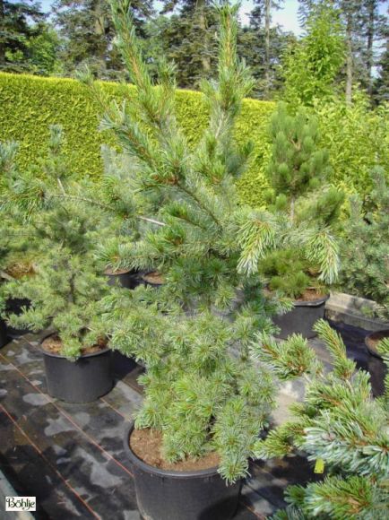 Pinus parviflora 'Tempelhof' -blaue Mädchenkiefer- - Böhlje ...