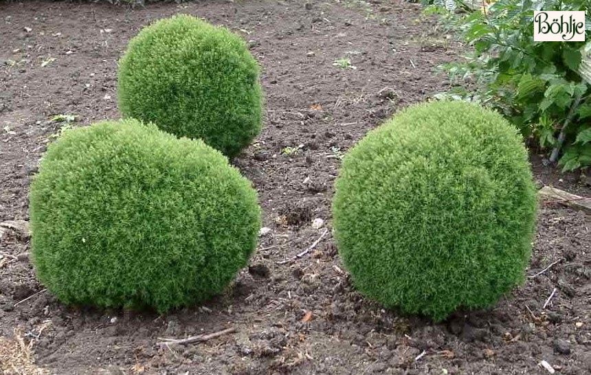 Thuja occidentalis 'Teddy' - Böhlje Pflanzenhandel GmbH