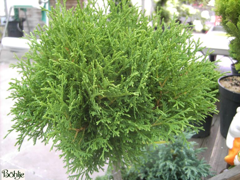 Thuja occidentalis 'Tiny Tim' -Lebensbaum- - Böhlje Pflanzenhandel GmbH
