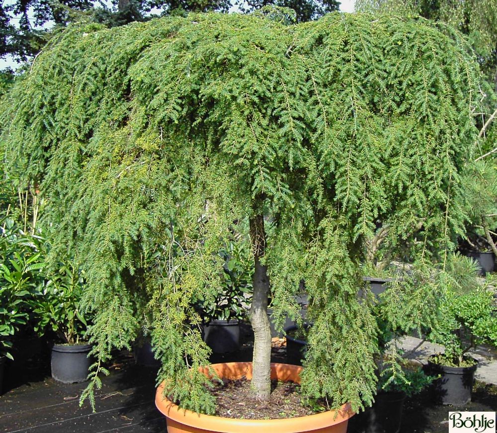Tsuga canadensis 'Pendula' -Hängehemlocktanne- - Böhlje Pflanzenhandel GmbH