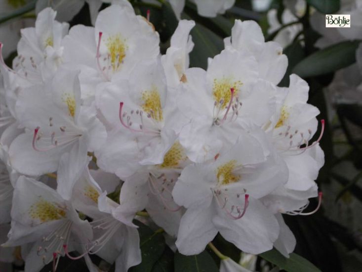 Rhododendron Hybride 'Catawbiense Album' - Böhlje Pflanzenhandel GmbH