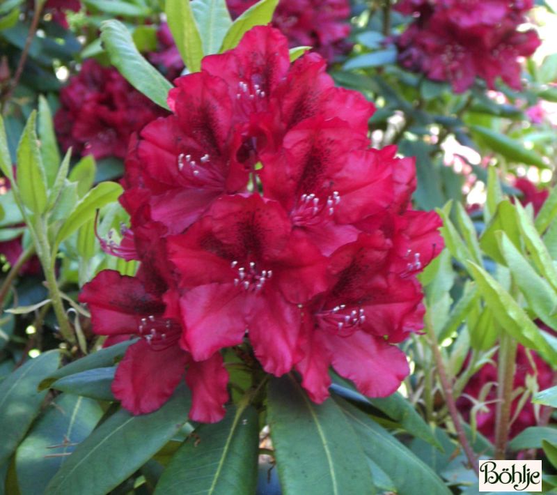 Rhododendron Hybride 'Erato' ® - Böhlje Pflanzenhandel GmbH