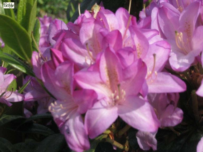 Rhododendron 'Gowenianum' Syn. 'Govenianum' - Böhlje Pflanzenhandel GmbH