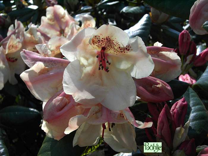 Rhododendron Hybride 'Viscy' - Böhlje Pflanzenhandel GmbH