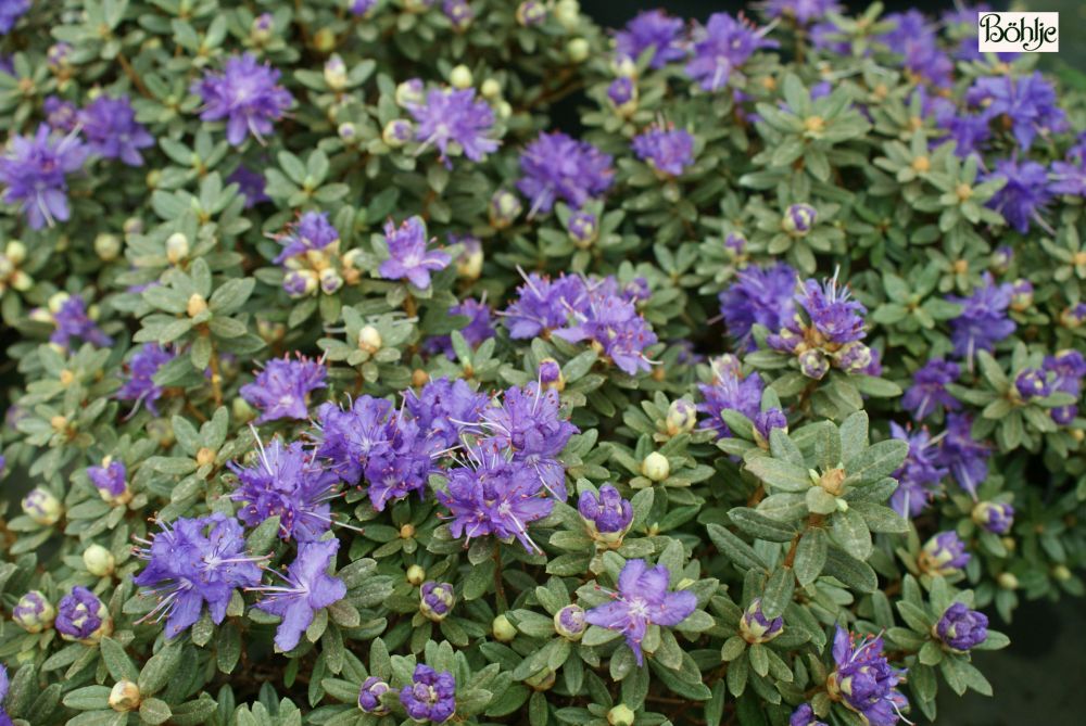 Rhododendron impeditum 'Azurika' - Böhlje Pflanzenhandel GmbH