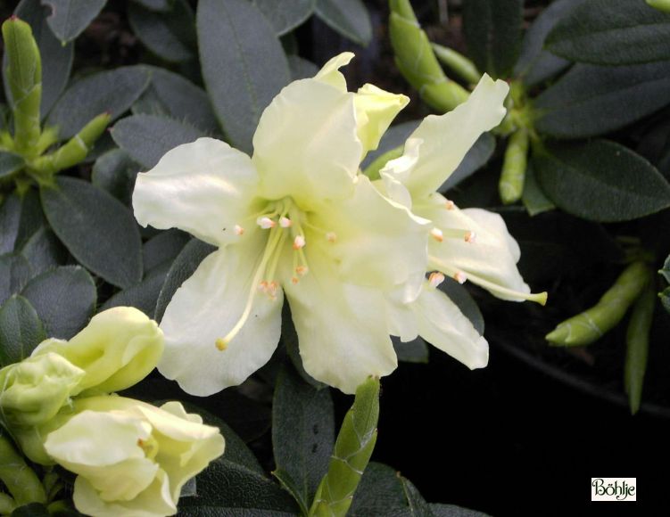 Rhododendron keiskei 'Patty Bee' - Böhlje Pflanzenhandel GmbH