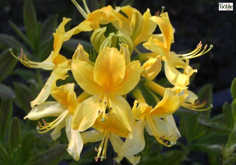 Rhododendron luteum (Azalea pontica) Wildform - Böhlje Pflanzenhandel GmbH
