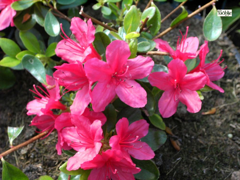 Rhododendron obtusum 'Hino crimson' - Böhlje Pflanzenhandel GmbH