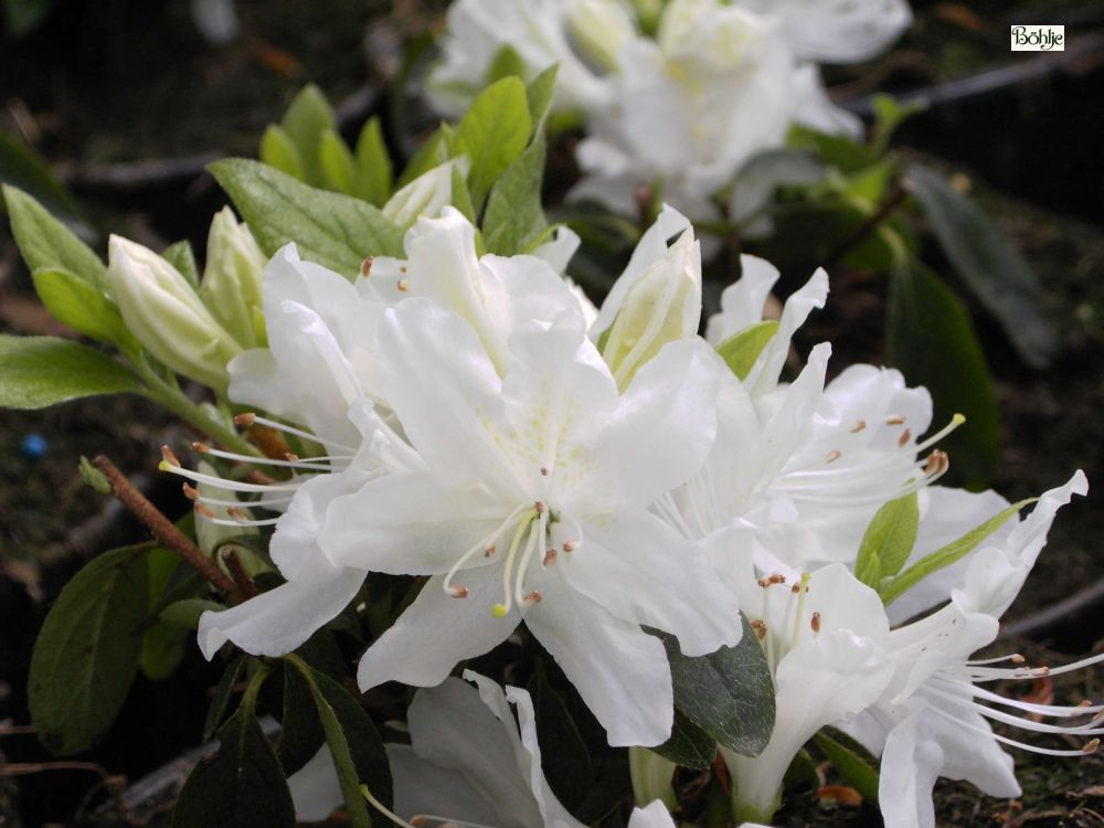 Rhododendron obtusum 'Patricia Barmold' - Böhlje Pflanzenhandel GmbH