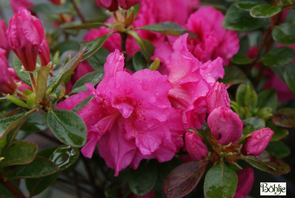 Rhododendron obtusum 'Petticoat' (R) - Böhlje Pflanzenhandel GmbH