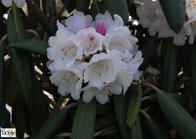 Rhododendron rex 'Rexima' - Böhlje Pflanzenhandel GmbH