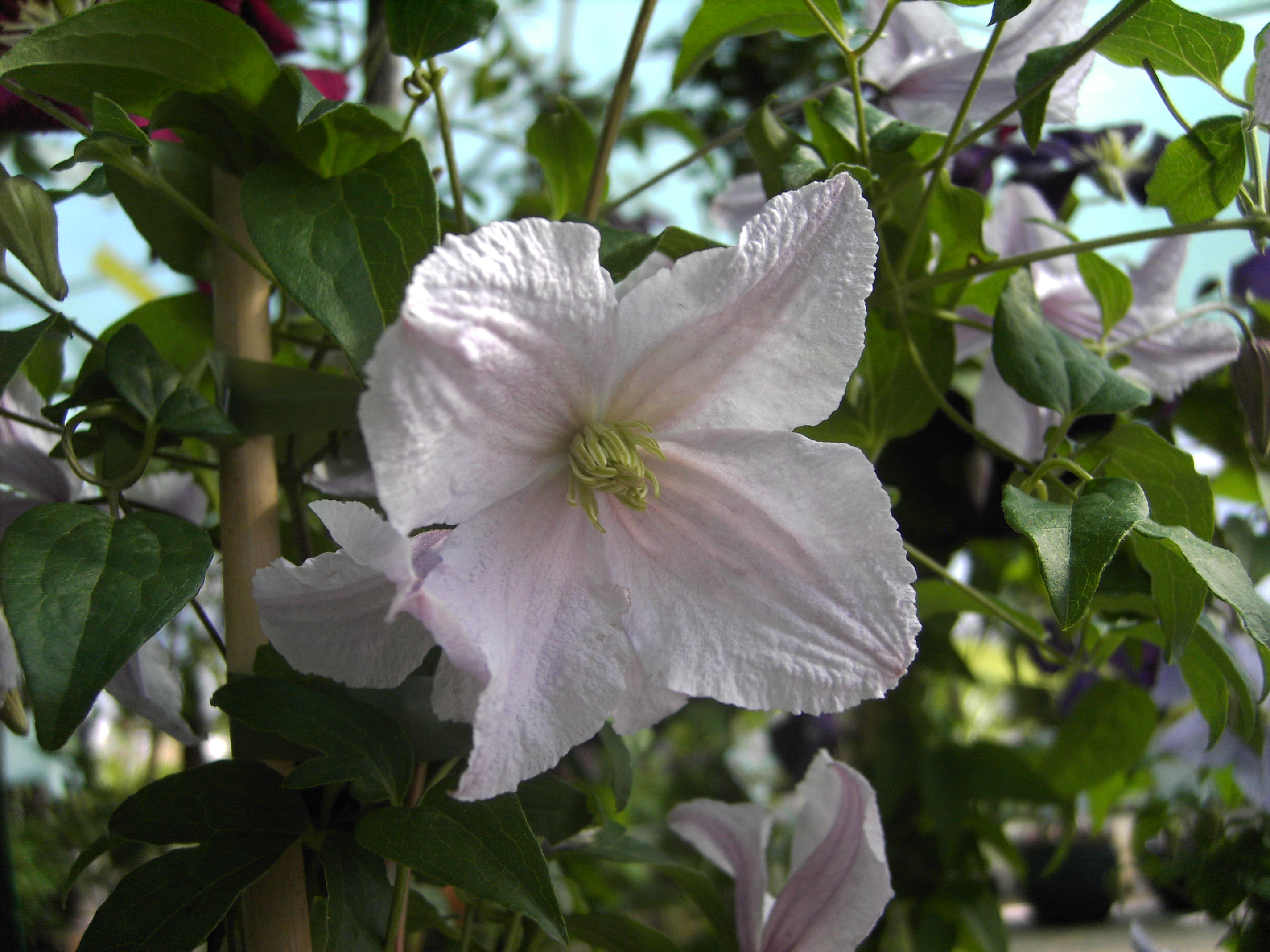 Clematis viticella 'Entel' - Böhlje Pflanzenhandel GmbH